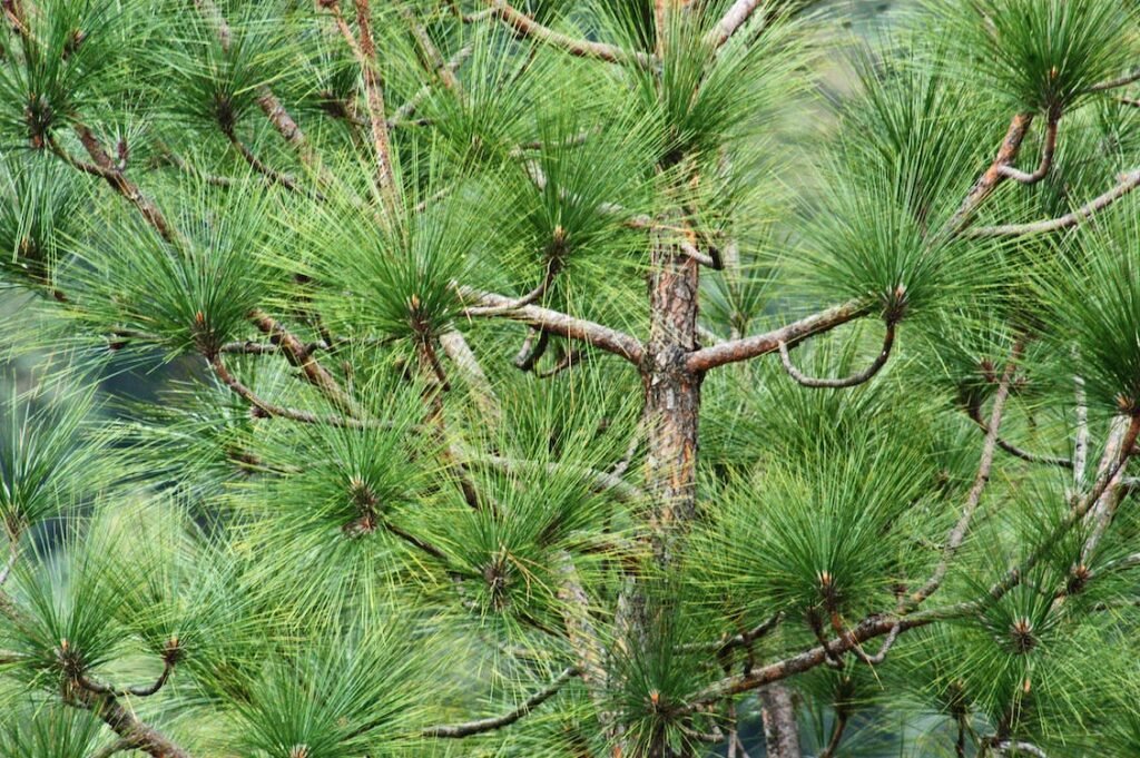 Types of Pine Trees - Bronx Tree Service Company