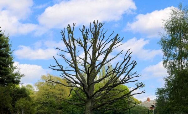 How To Save a Dying Tree - Owens Bros Tree Service & Removal
