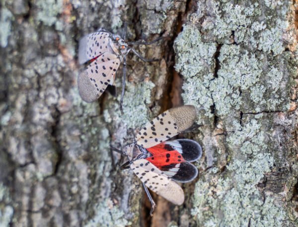 Spotted Lantern Fly Tree Damage & Control - Owens Bros Tree Service ...