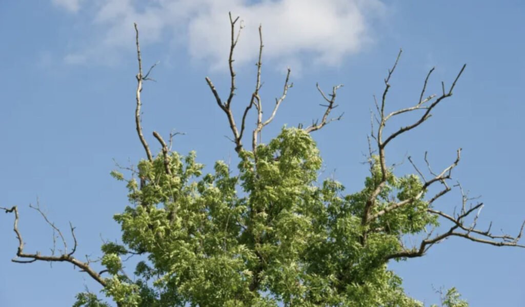 Signs of the Emerald Ash Borer & What To Do About It - Owens Bros Tree ...