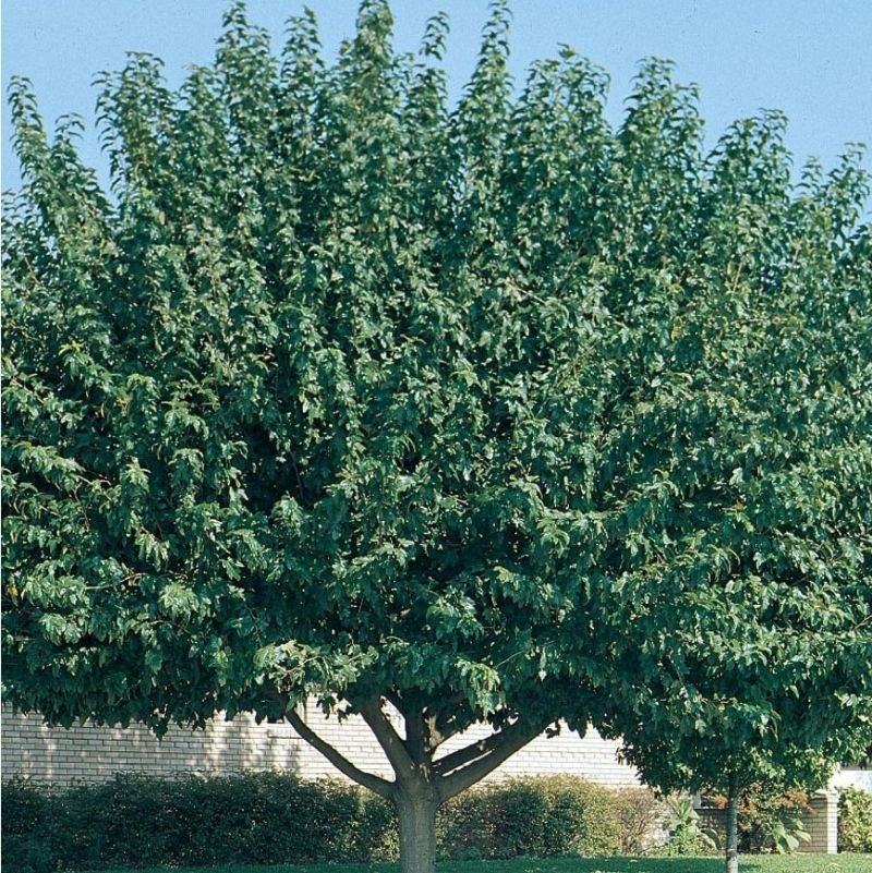 What does a mulberry tree look like