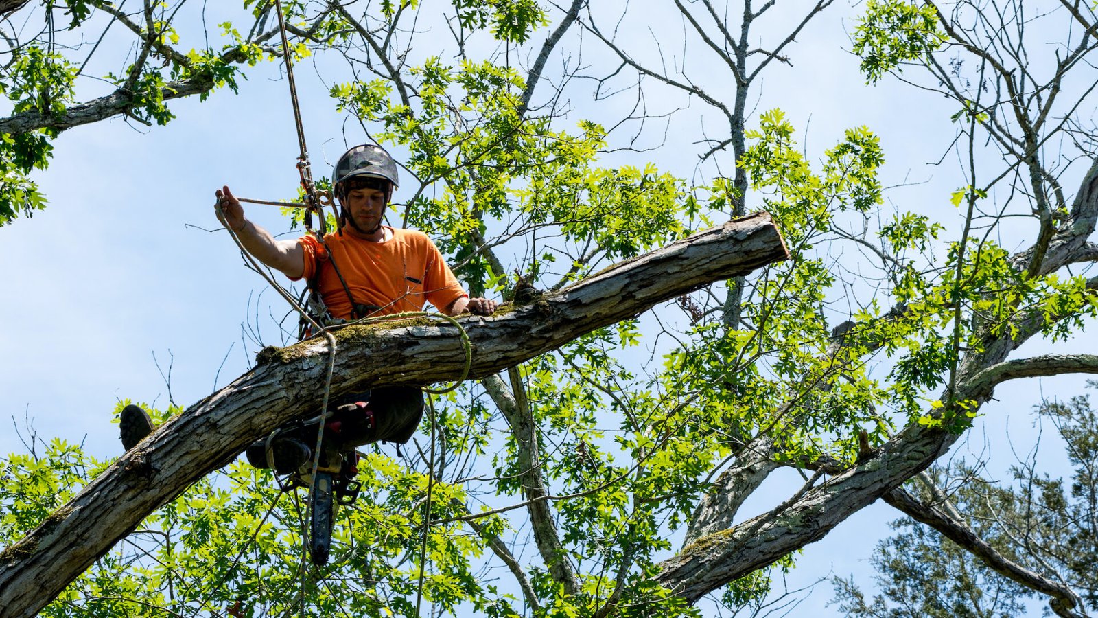 Tree Services Bronx - Owens Brothers Tree Service & Removal