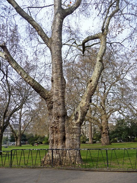 Trees of Central Park NYC | Species Guide | Owens Bros