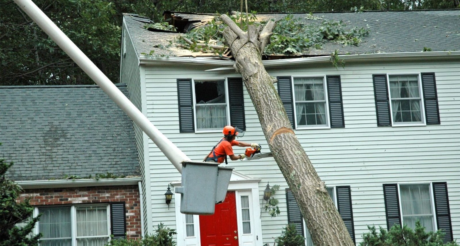 Owens Trees | Expert Tree Services Near You | (718) 885-0914